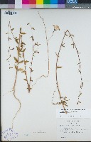 UCSB Plants - Roboflow Universe