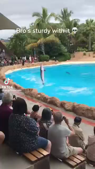 Dolphin Object Detection Dataset by Ticon System Ltd