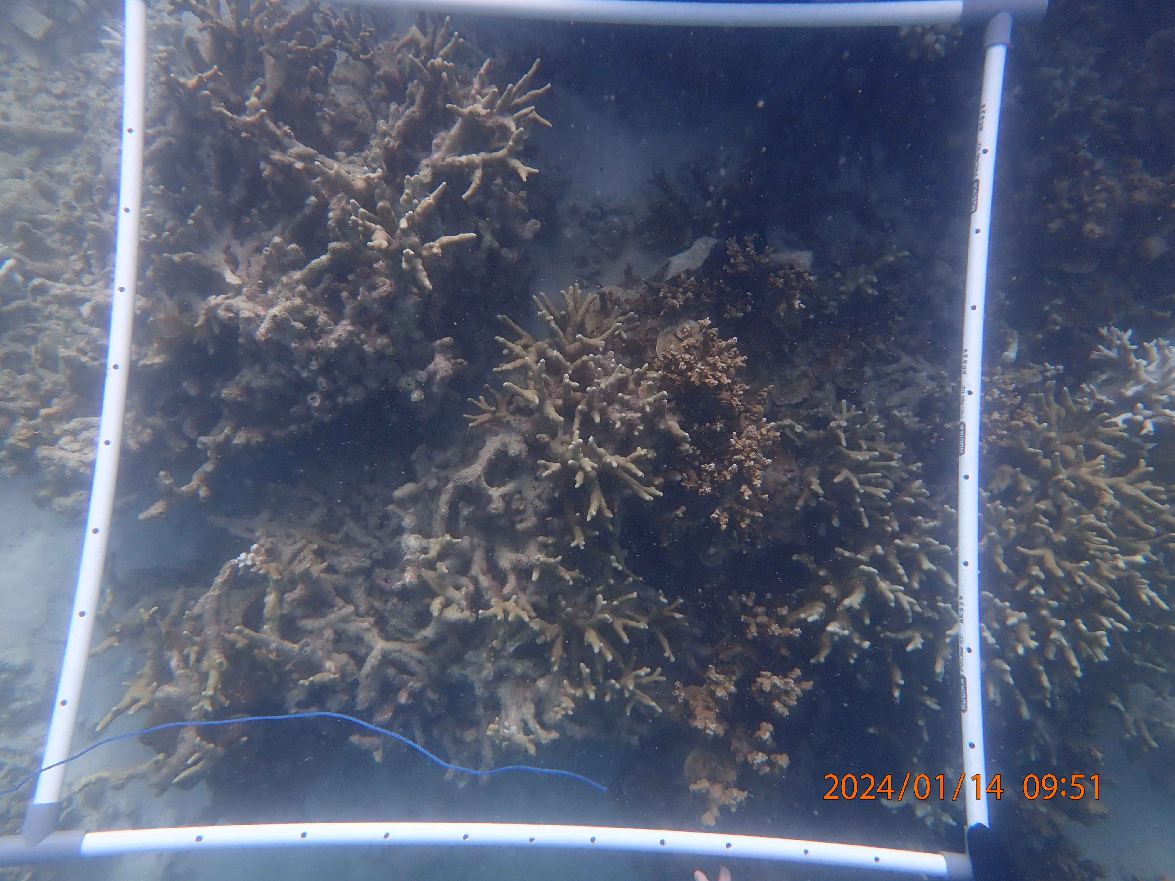 Coral Object Detection Object Detection Dataset by Praktikum Kecerdasan ...