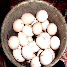 How to Use the egg-detection Object Detection API