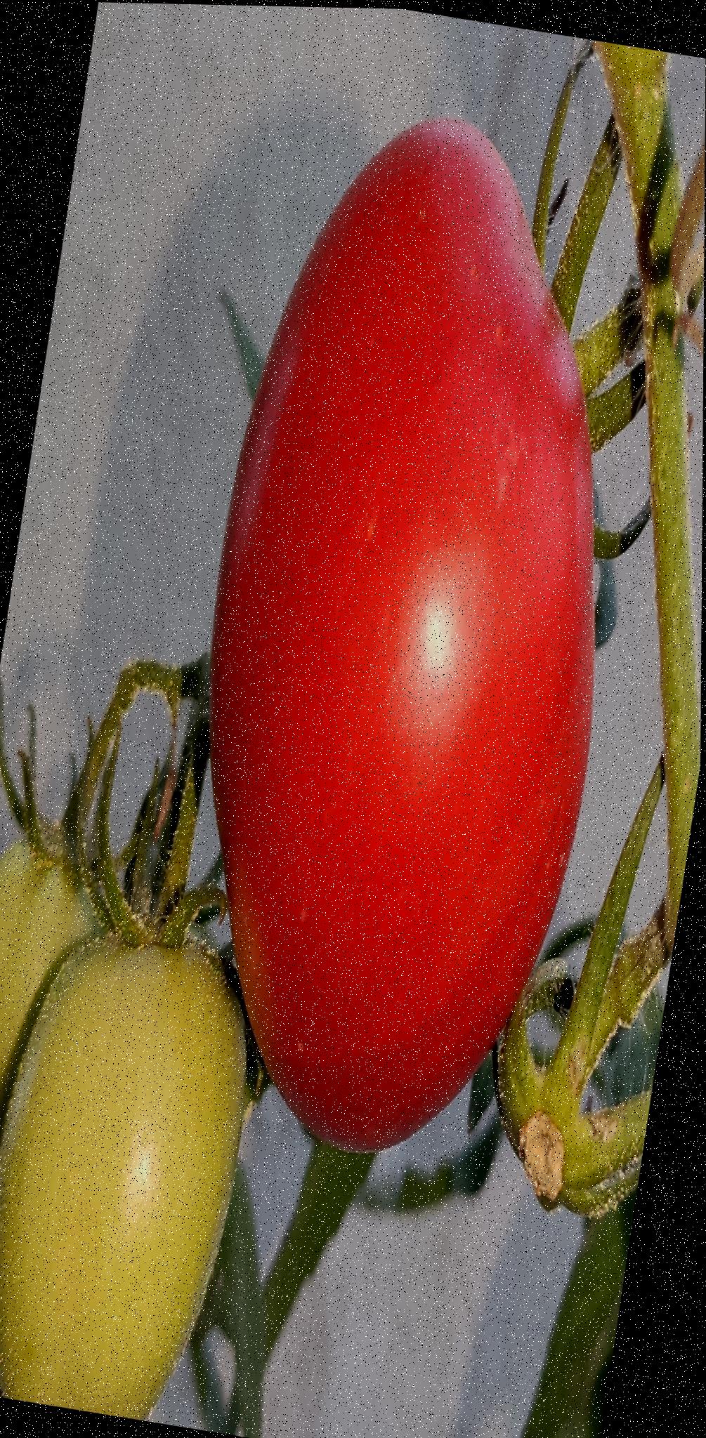 Tomato Detection Classification Dataset By Vegetabesdetection