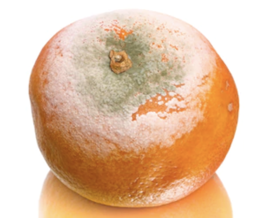 Detection of Rotten Fruits Object Detection Model by AI project