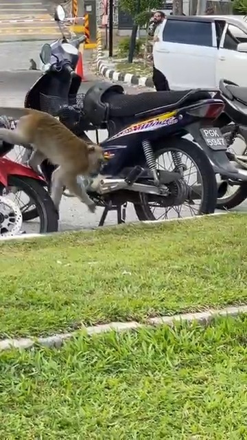 AiBased Monkey Deterrent System with Surveillance for Durian Trees ...