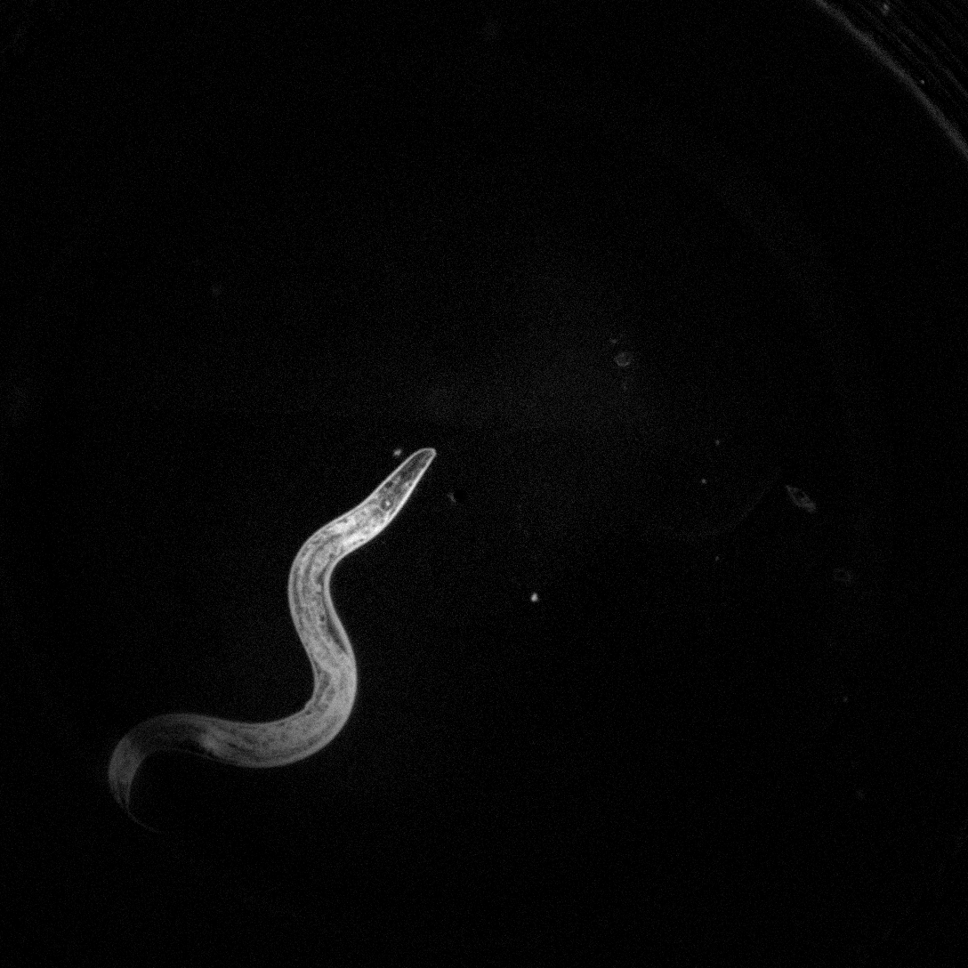 Preprocessed Worm Semantic Segmentation Dataset By Segmentation