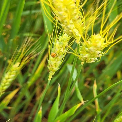 Lab (lab-autlf) - Roboflow Universe