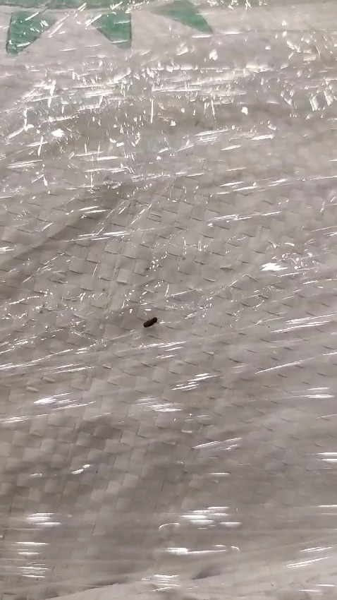 Insect Infestation Recognition Object Detection Dataset and Pre-Trained Model by TejaMaalexi