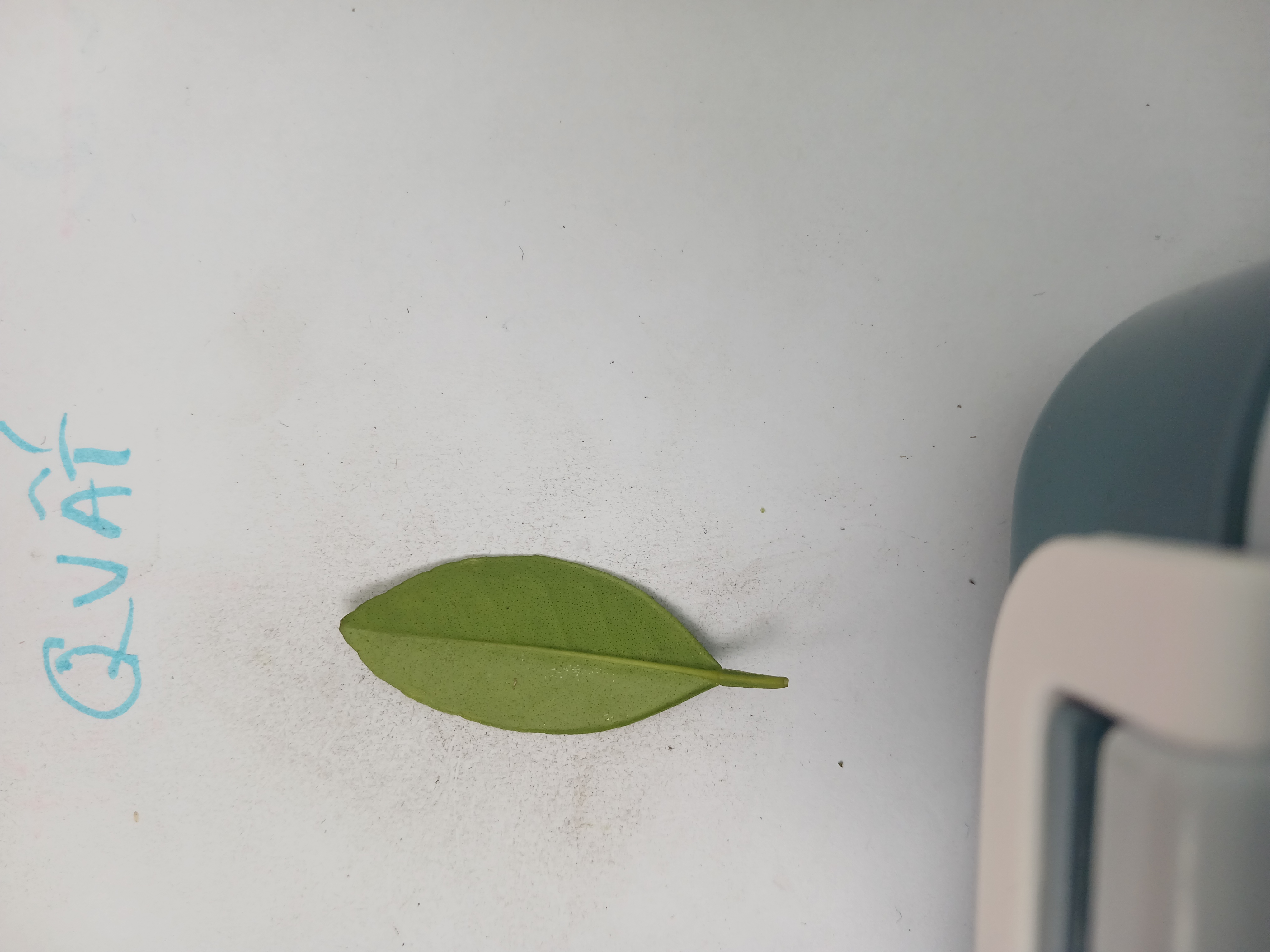 kumquat-model Object Detection Model by training leaf 2