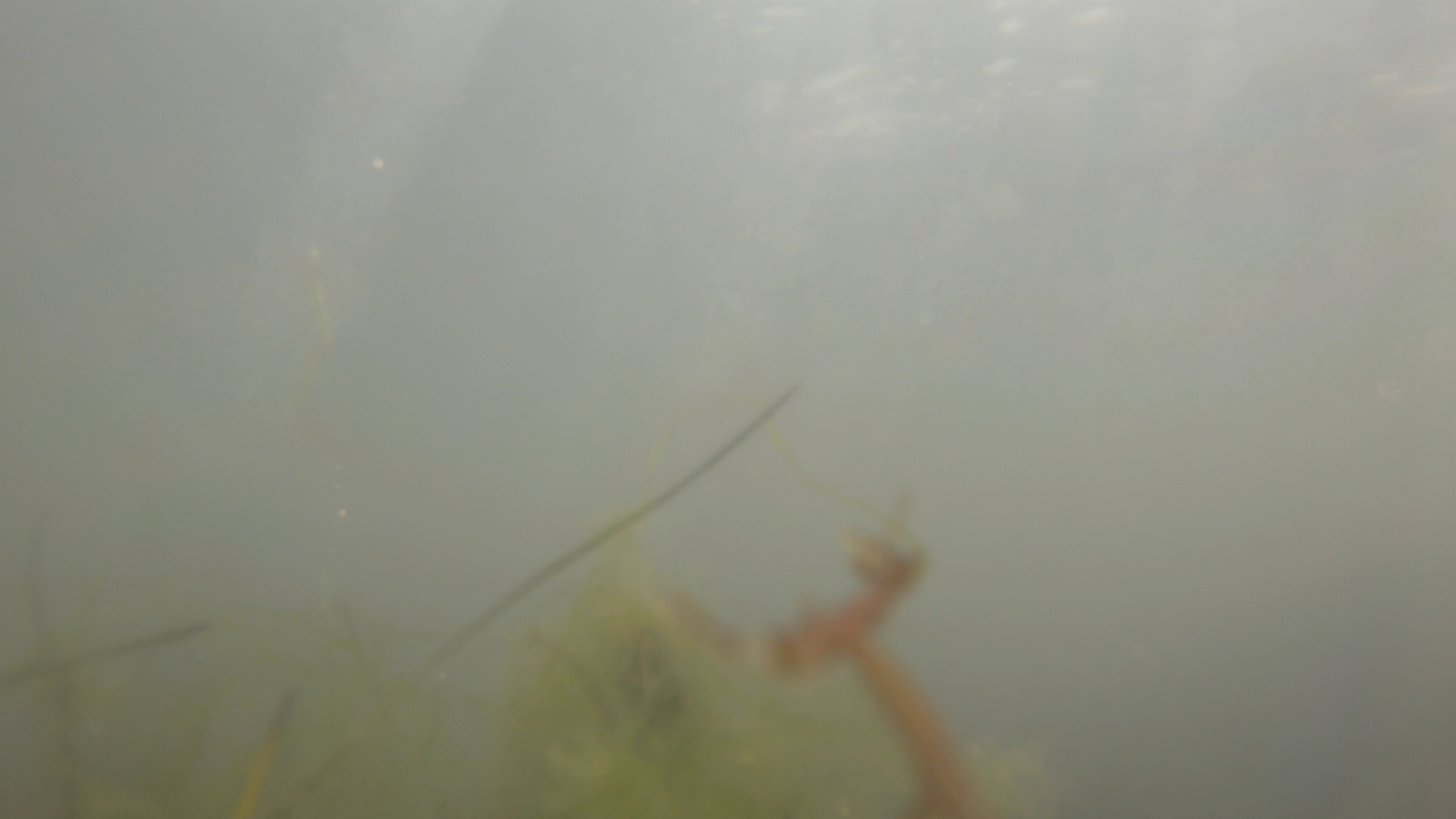 Underwater Object Detection Model By Underwater