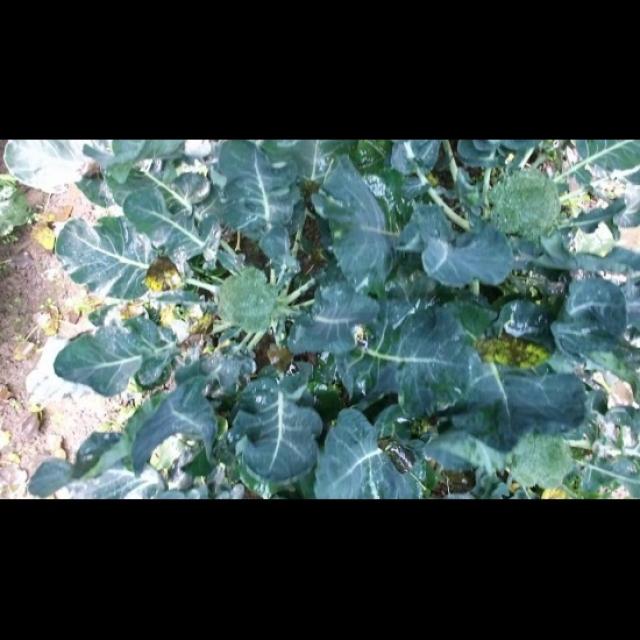 Broccoli Segmentation Instance Segmentation Dataset And Pre Trained Model By Flower Testing