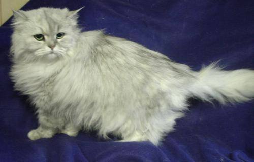 Burapha University Burapha University 6q0tv Roboflow Universe