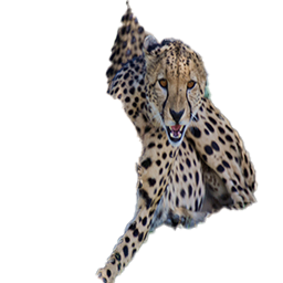 lion_tiger Object Detection Model by liontiger