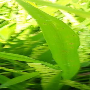 Brown spots Object Detection Model by Hassan Jabbar