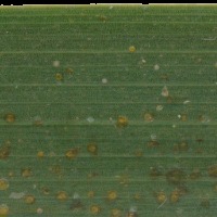 Cocolisap2 - Roboflow Universe