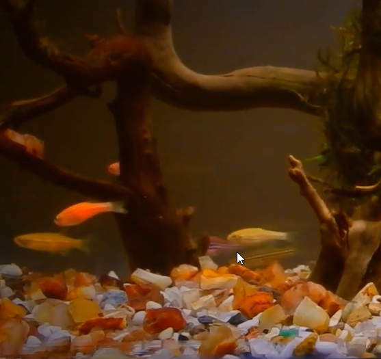 Zebrafish_in_aquarium Object Detection Model by Zebrafish