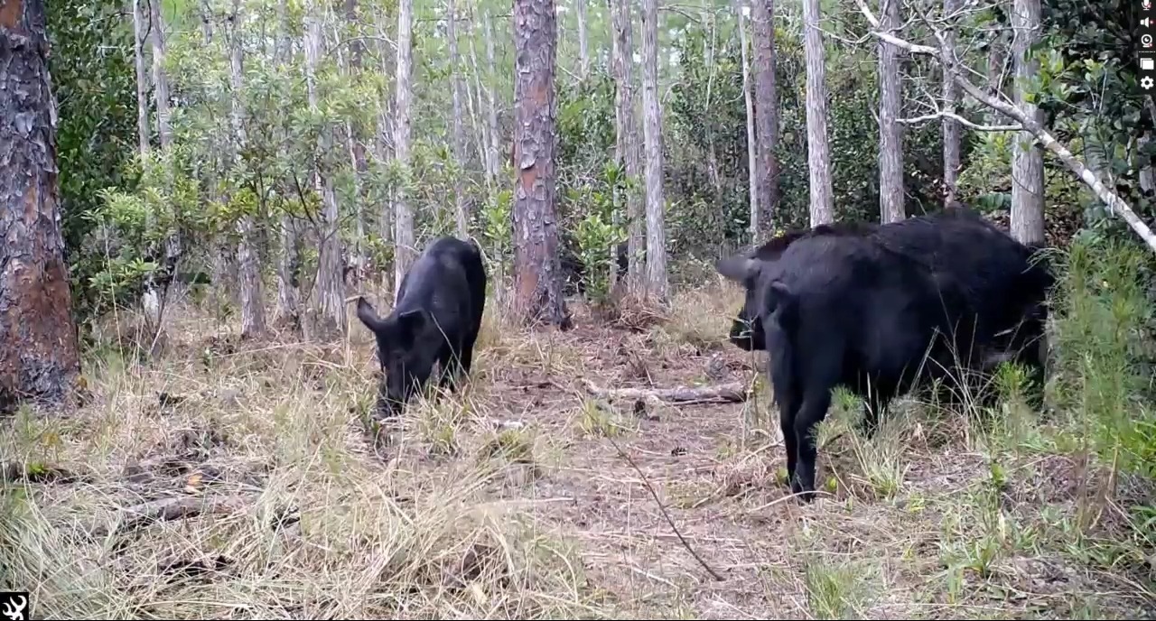 WILDNET Object Detection Dataset by WILDNET