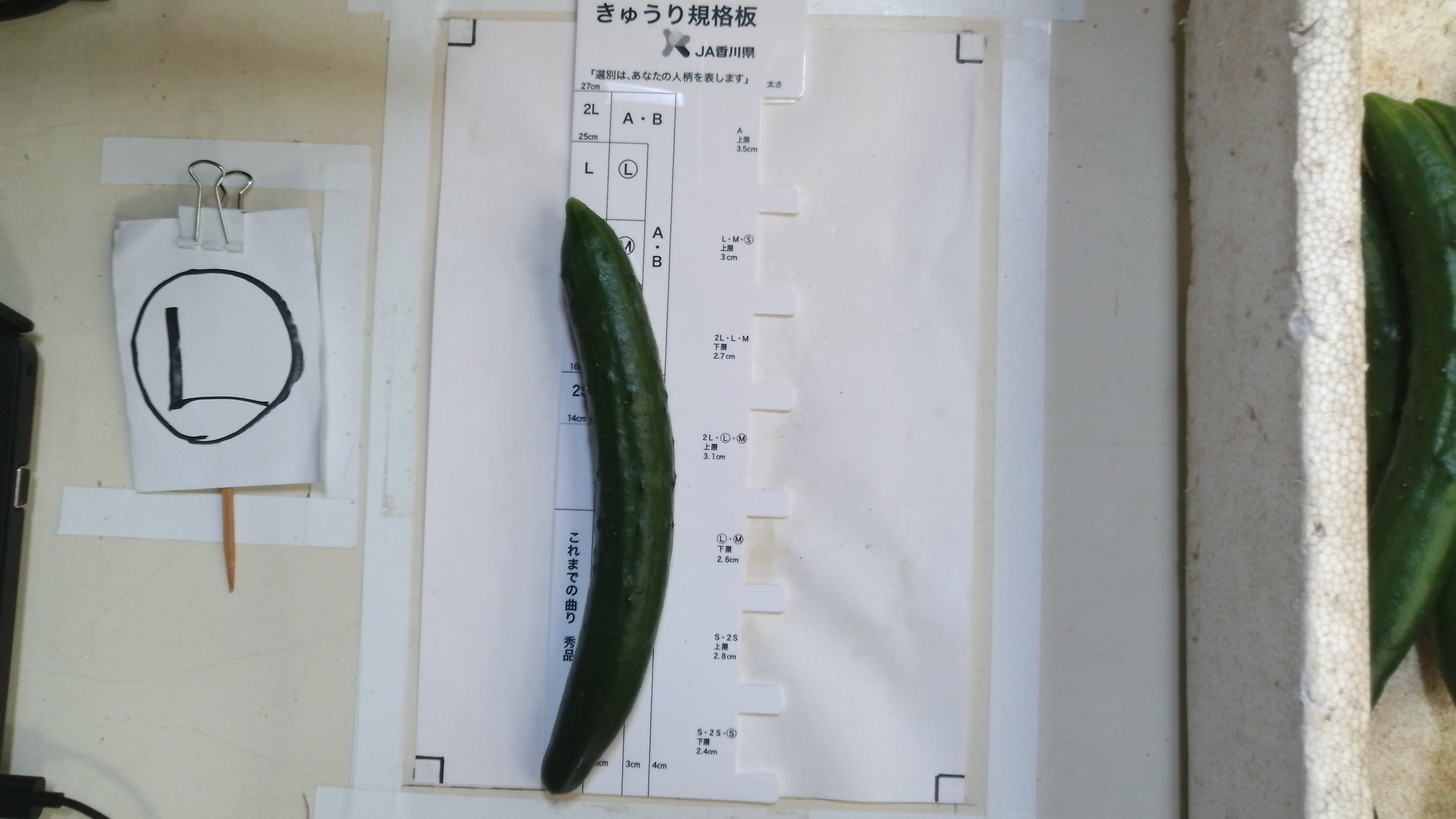 香川きゅうり選別 Instance Segmentation Dataset and Pre-Trained Model by Kagawa cucumber project