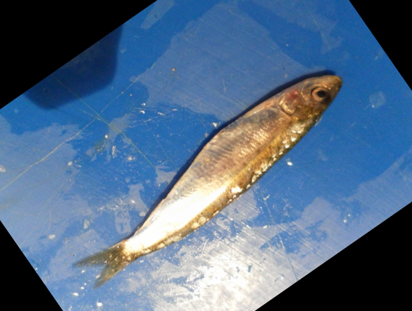 Fish_Dataset_Instance_segmentation Instance Segmentation Dataset and Pre-Trained Model by Fish AI