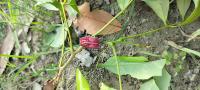 Litchi Stink bug Object Detection Dataset by Bihar Biodiversity