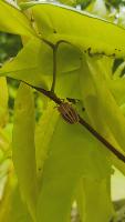 Litchi Stink bug Object Detection Dataset by Bihar Biodiversity