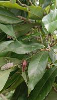 Litchi Stink bug Object Detection Dataset by Bihar Biodiversity