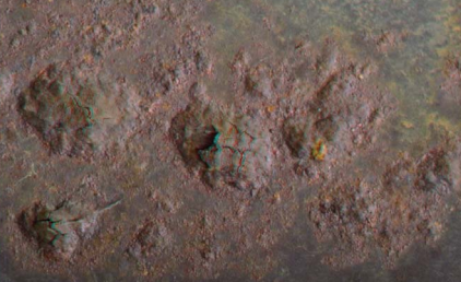 rust Instance Segmentation Dataset and Pre-Trained Model by rust