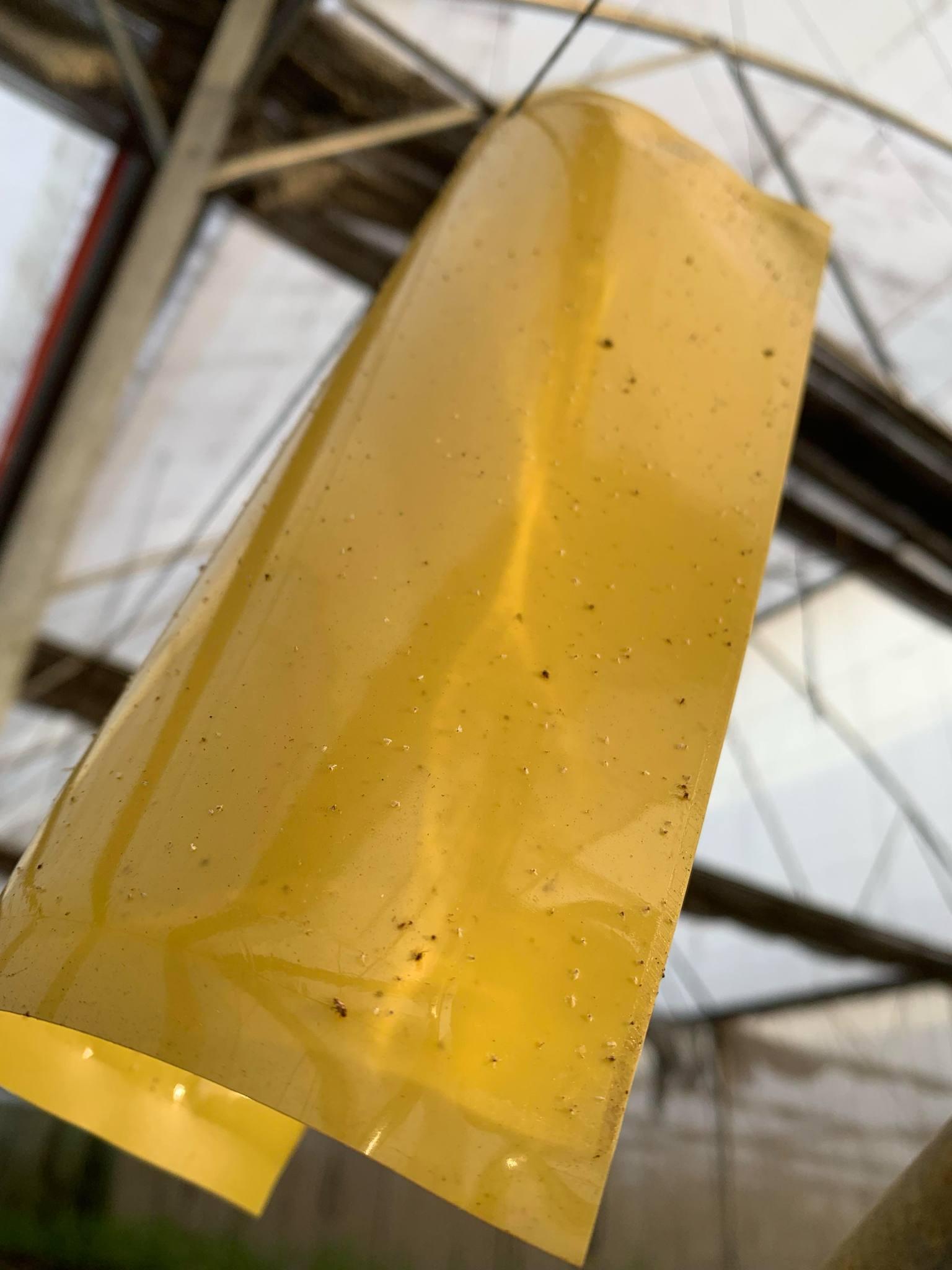 Melon Pest And Pesticides Object Detection Model By Melon Ai Detection