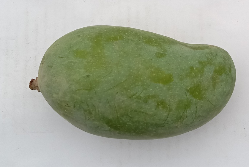 Mango (mango-fiaxx) - Roboflow Universe