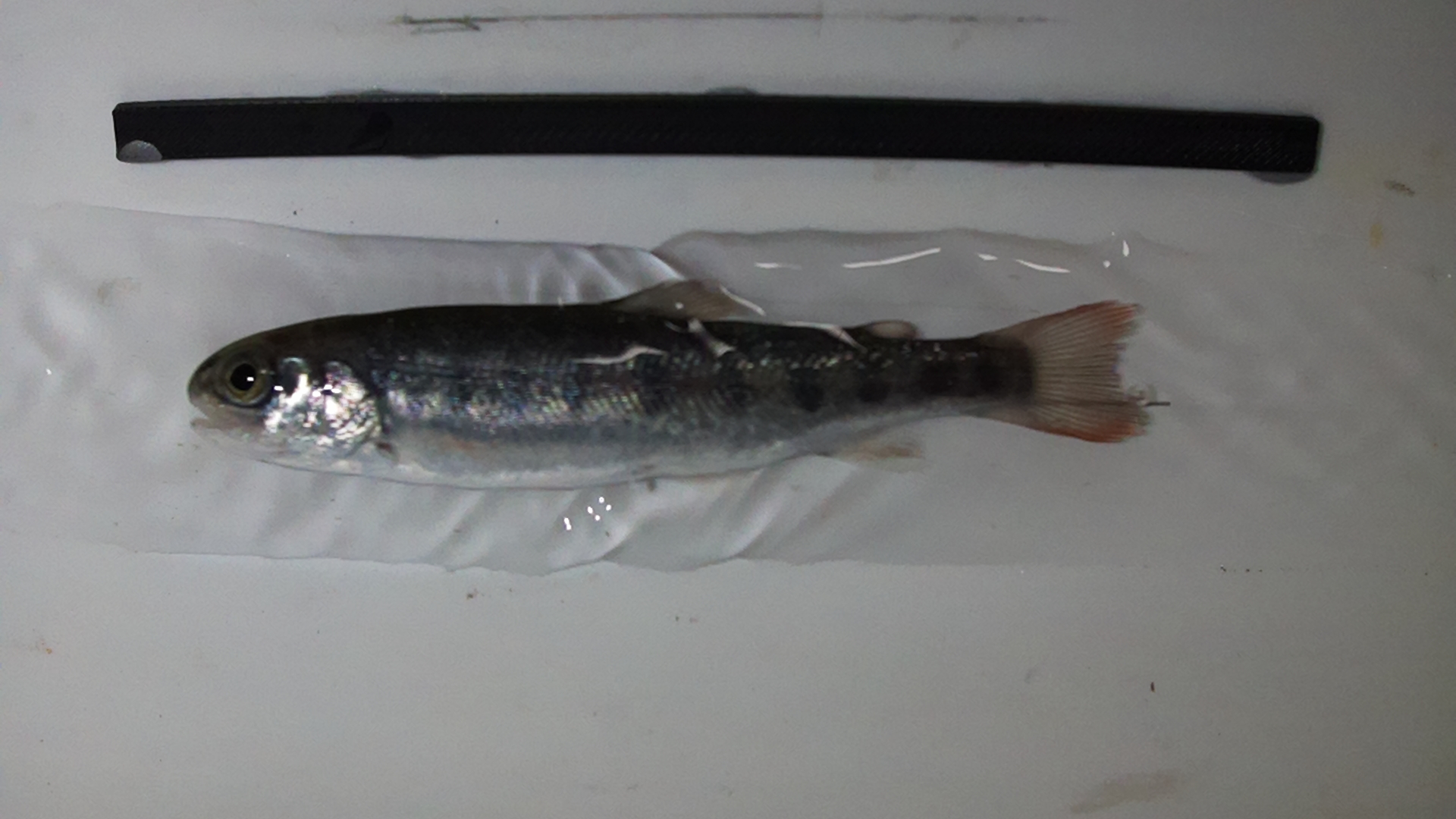 FIsh Measurement Keypoint Detection Model by Fish Count