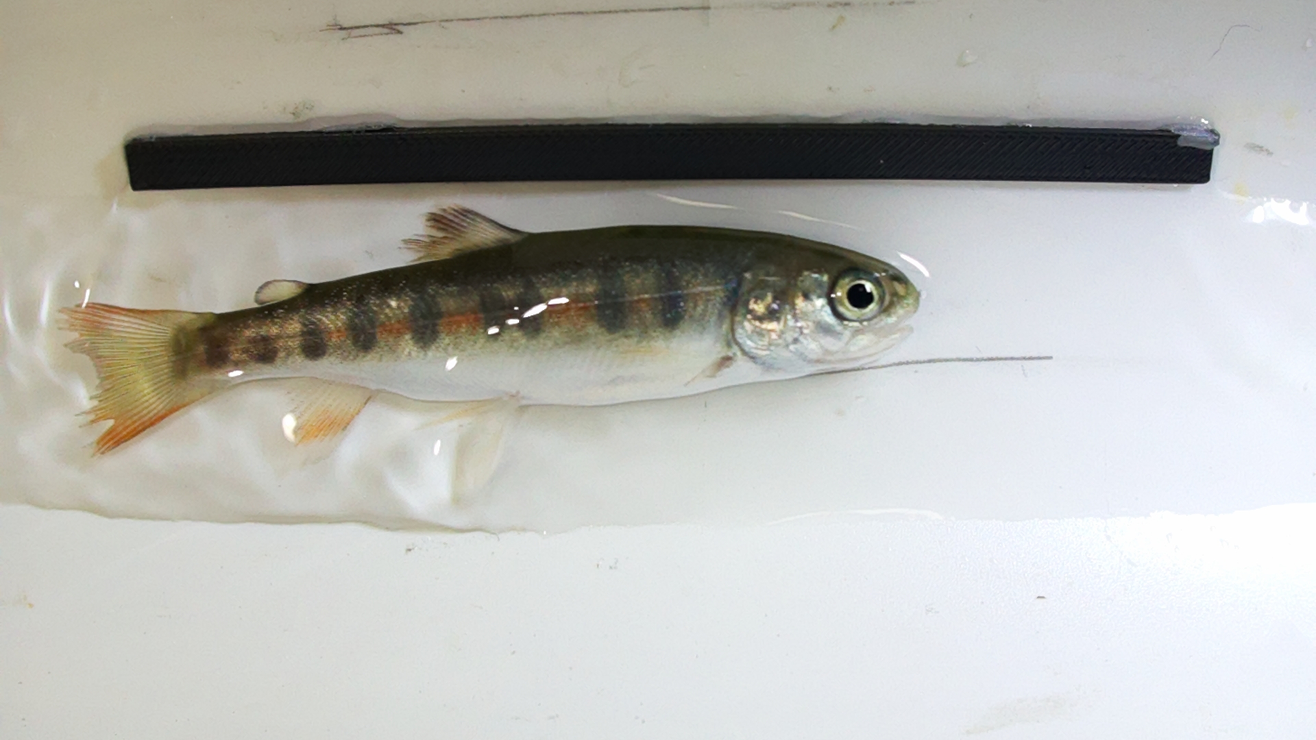 Fish Length Instance Segmentation Dataset and Pre-Trained Model by Fish Count