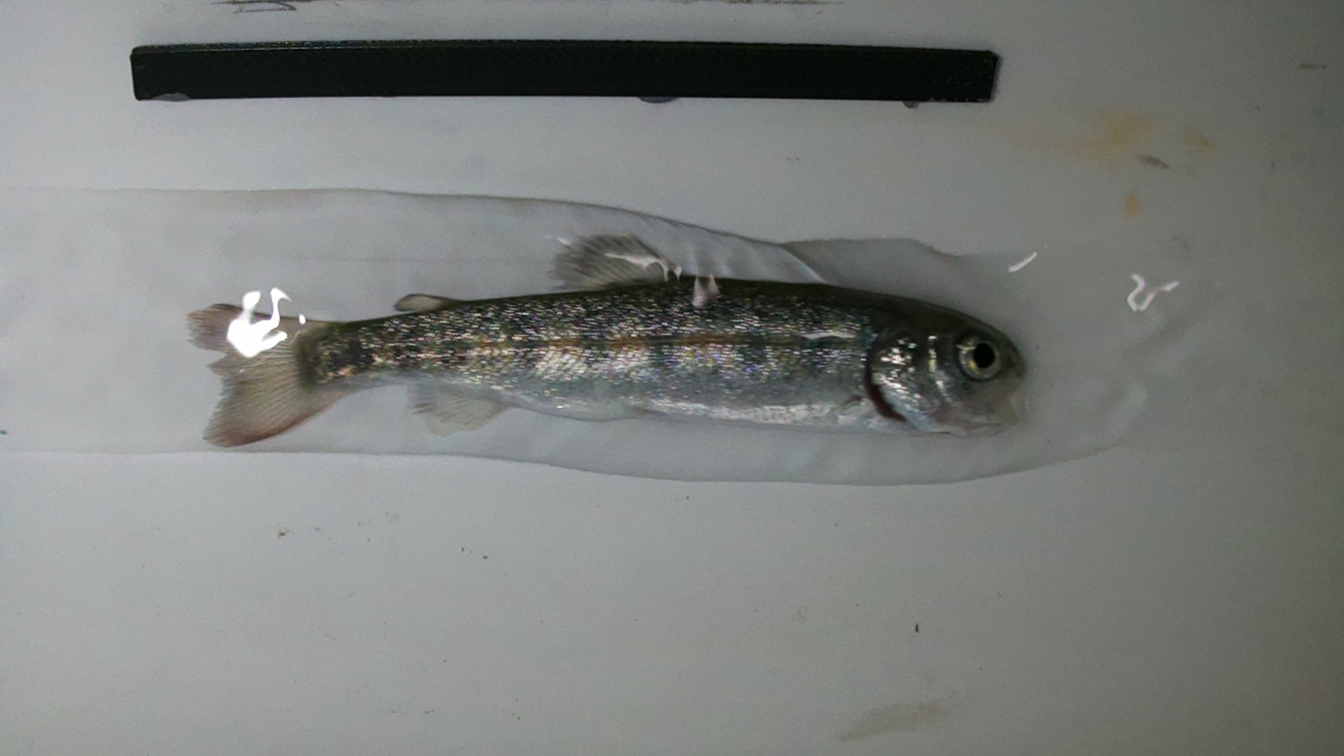 How to Use the FIsh Measurement Keypoint Detection API