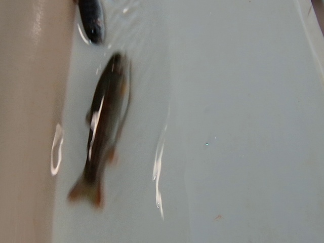 How to Use the Fish Counter Object Detection API