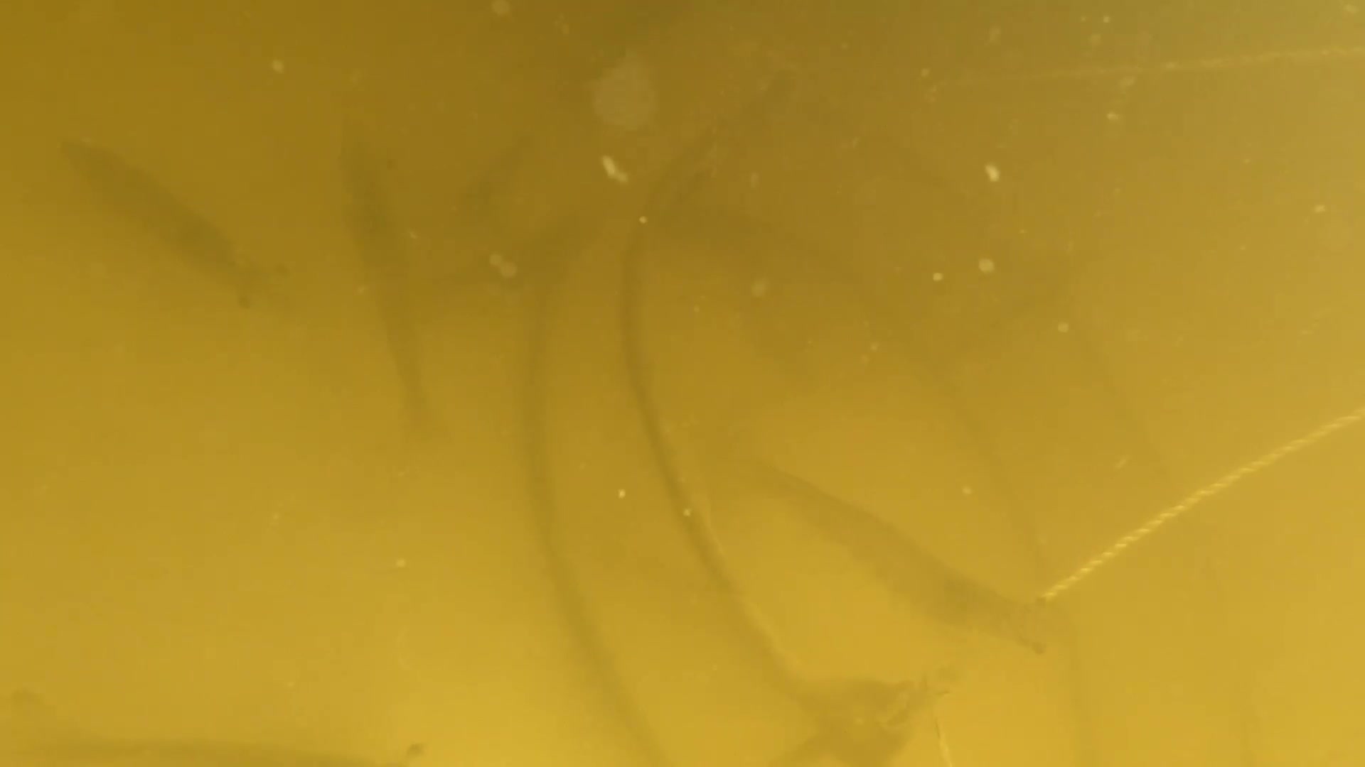 Underwater 2 Object Detection Dataset by Precision Aquatics CIFE