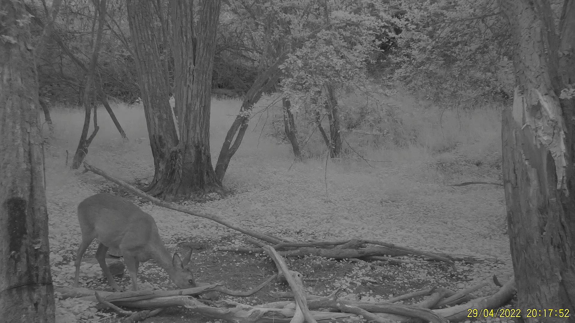 Wildi Object Detection Dataset and Pre-Trained Model by Wildkameras