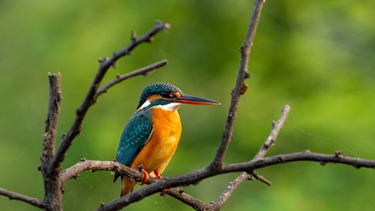 King Object Detection Dataset by Project