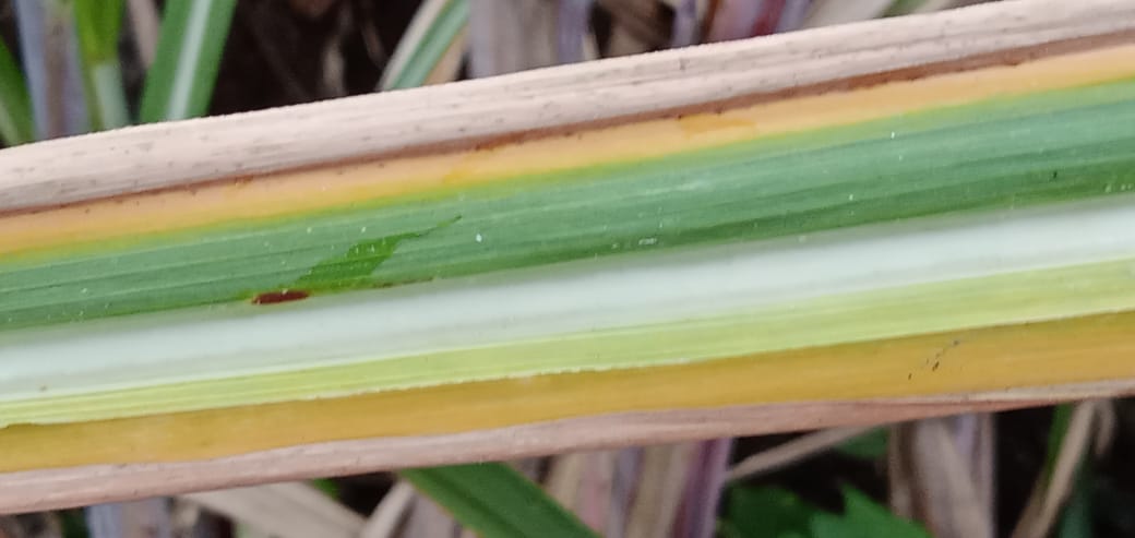 Detect And Classify 2 Object Detection Object Detection Dataset And Pre Trained Model By Vishwas