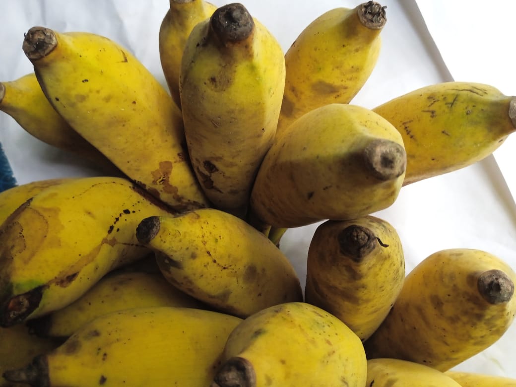 Banana-fresh-rotten Object Detection Model by Afifi