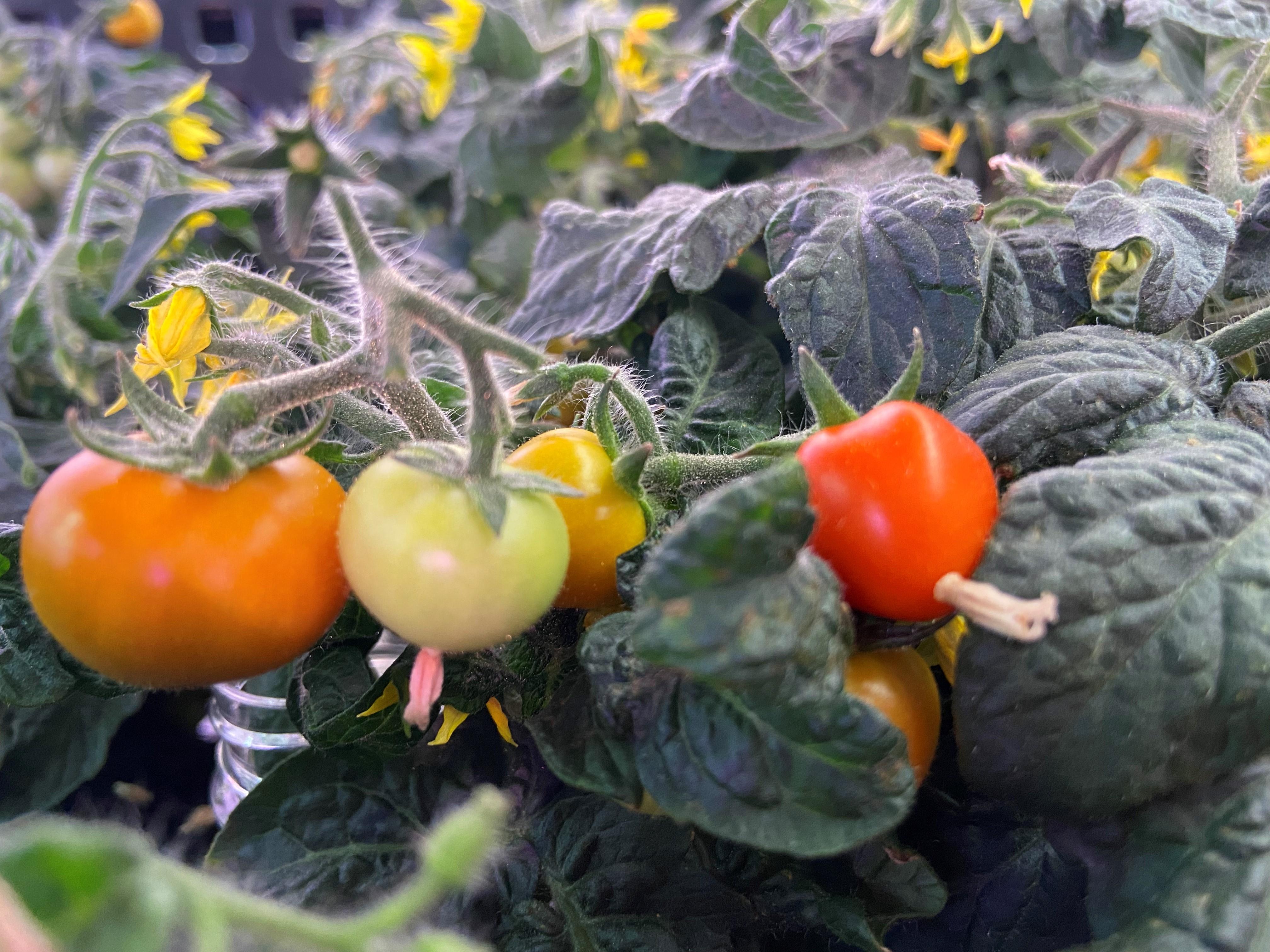 Tomato Detection V3 Object Detection Dataset And Pre Trained Model By