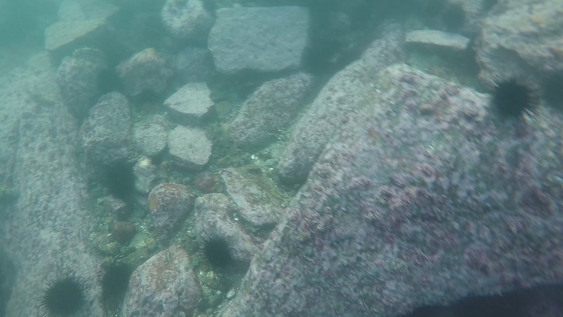 Underwater Dataset Yolov5 Object Detection Dataset By Underwater