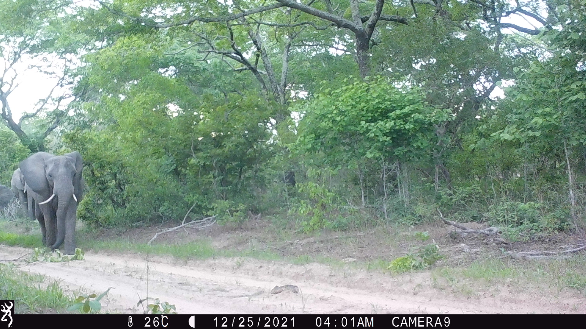 Camera Trap Data v1 Object Detection Dataset by GRI Public