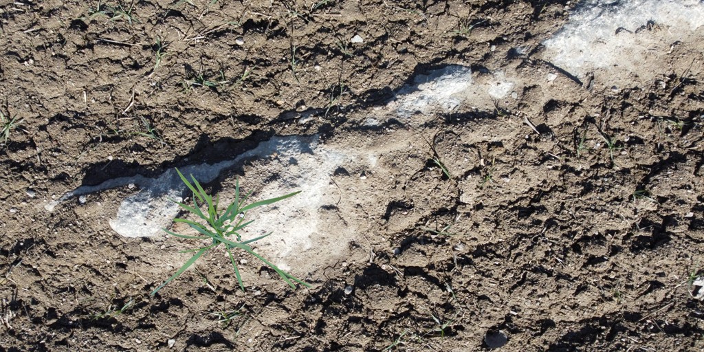 Weed detection yolo Object Detection Dataset by Weed