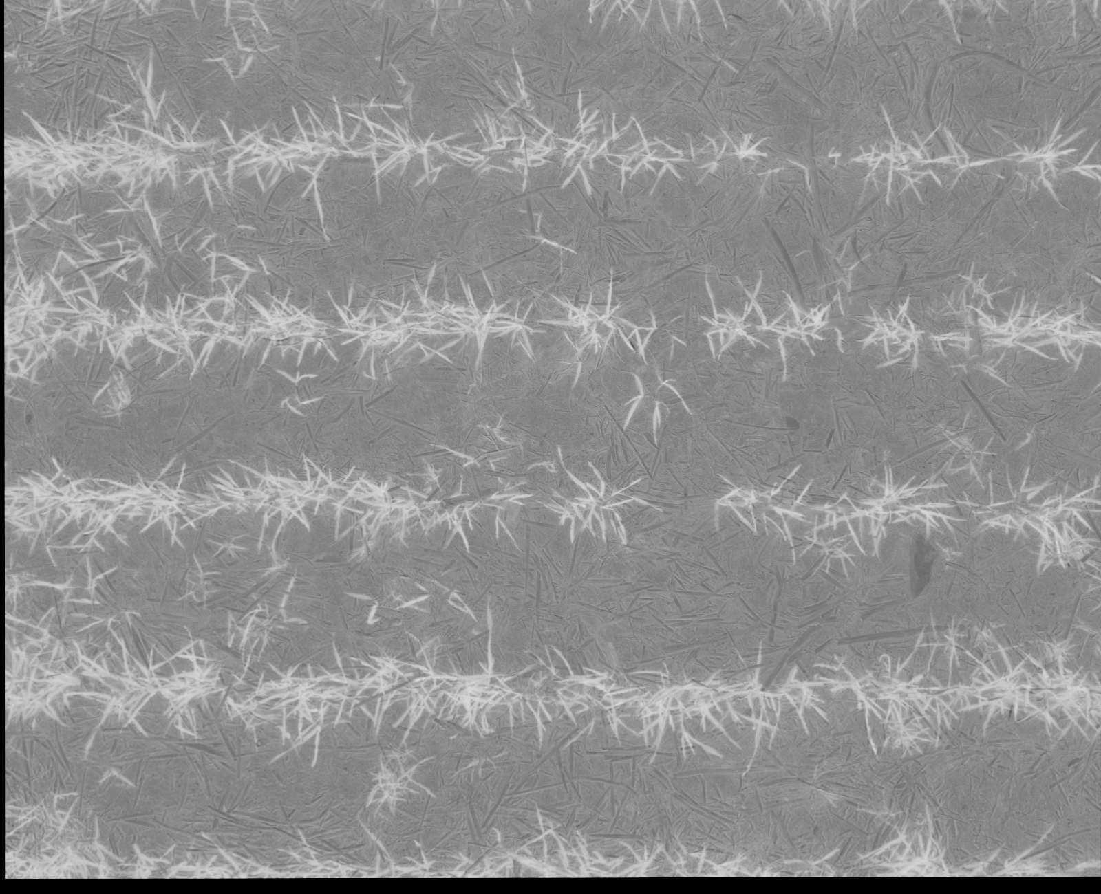 NDVI-Weed-April-SemiAuto Instance Segmentation Dataset by Weed