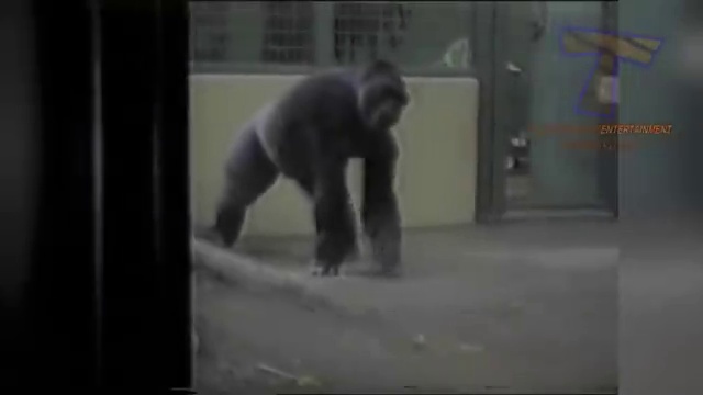 monkey Object Detection Model by universitimalaya