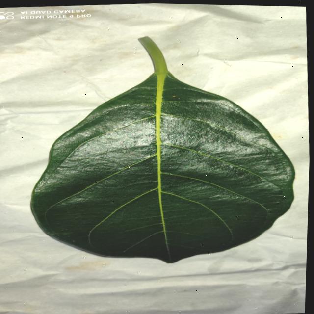Leaf classifier Classification Dataset by Group 01
