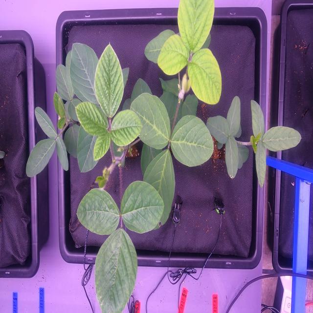 Plant Segmentation Test Project Instance Segmentation Dataset And Pre Trained Model By Martin