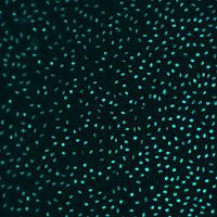 Deep learning Projects (deep-learning-projects-cyba2) - Roboflow Universe