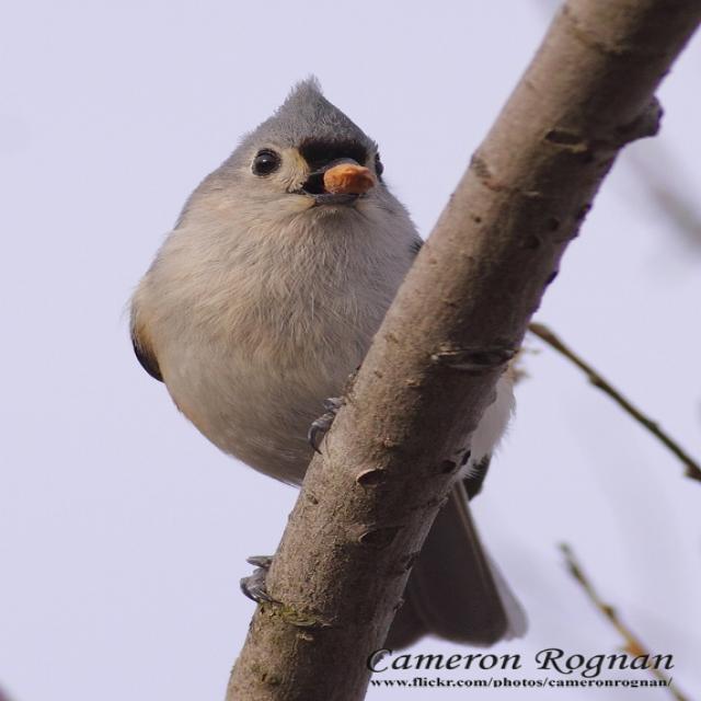 Bird species Object Detection Model by project