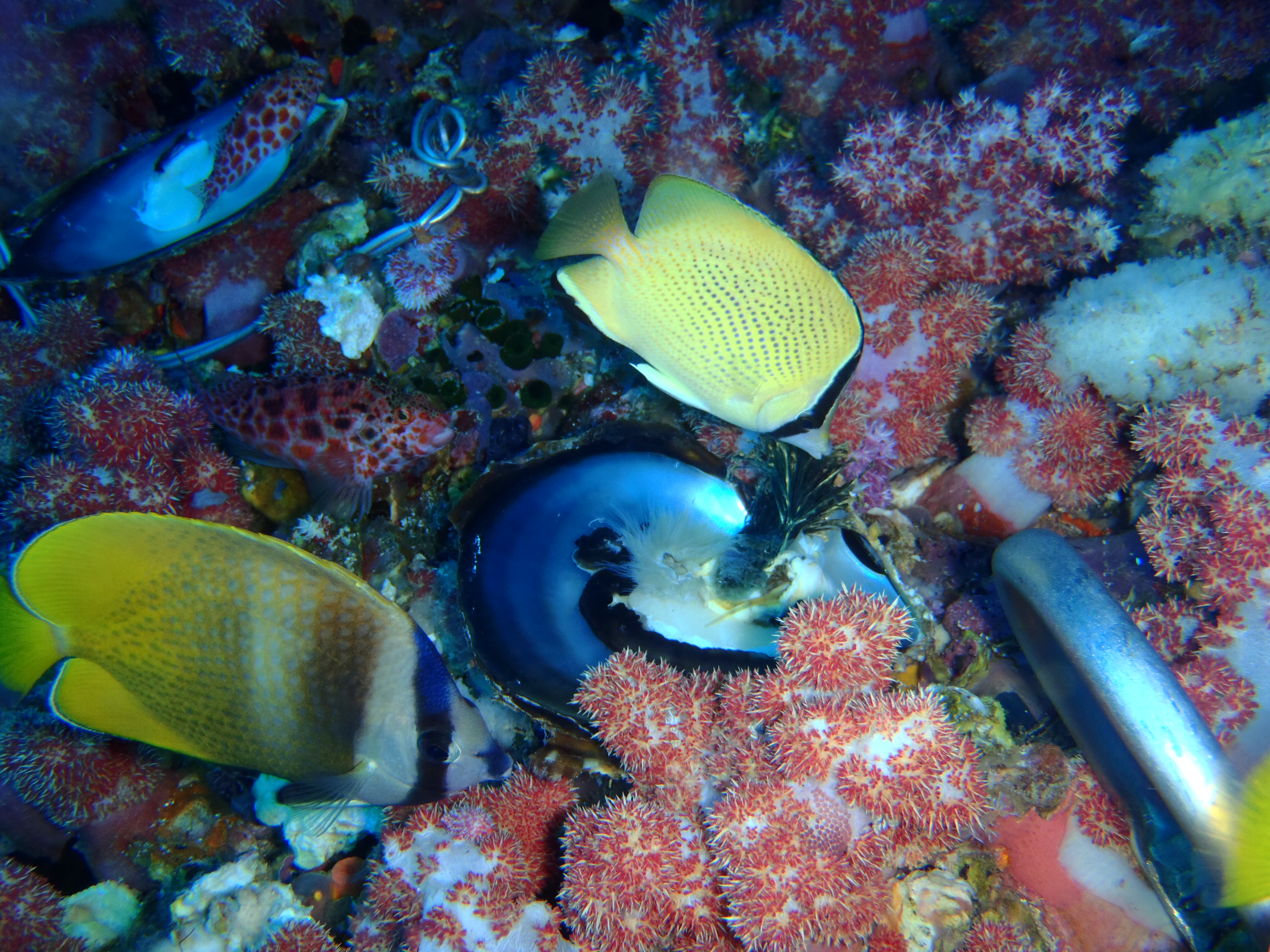 Fish Recognize - Roboflow Universe