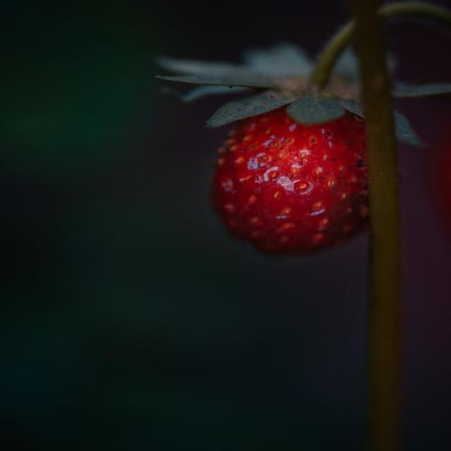 Strawberry Object Detection Model By Aliazz