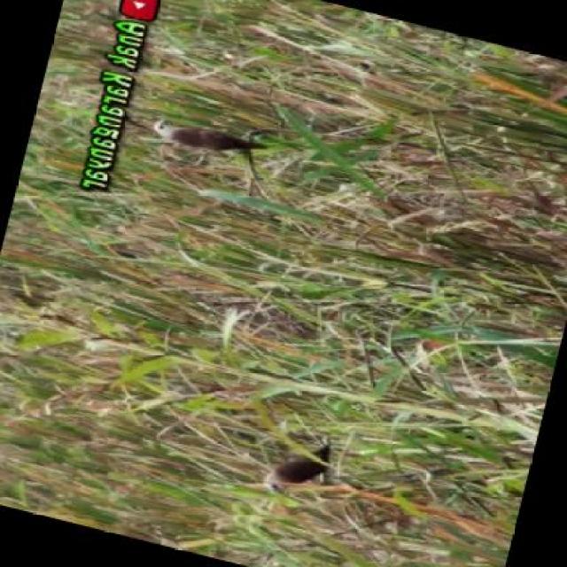 Bird Detection Object Detection Dataset By Burung Pipit