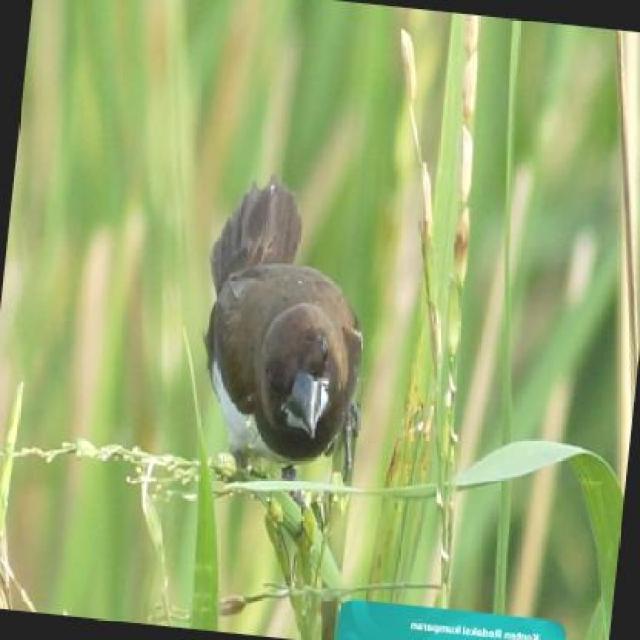 Burung Pipit Detection Object Detection Dataset By Burung Pipit